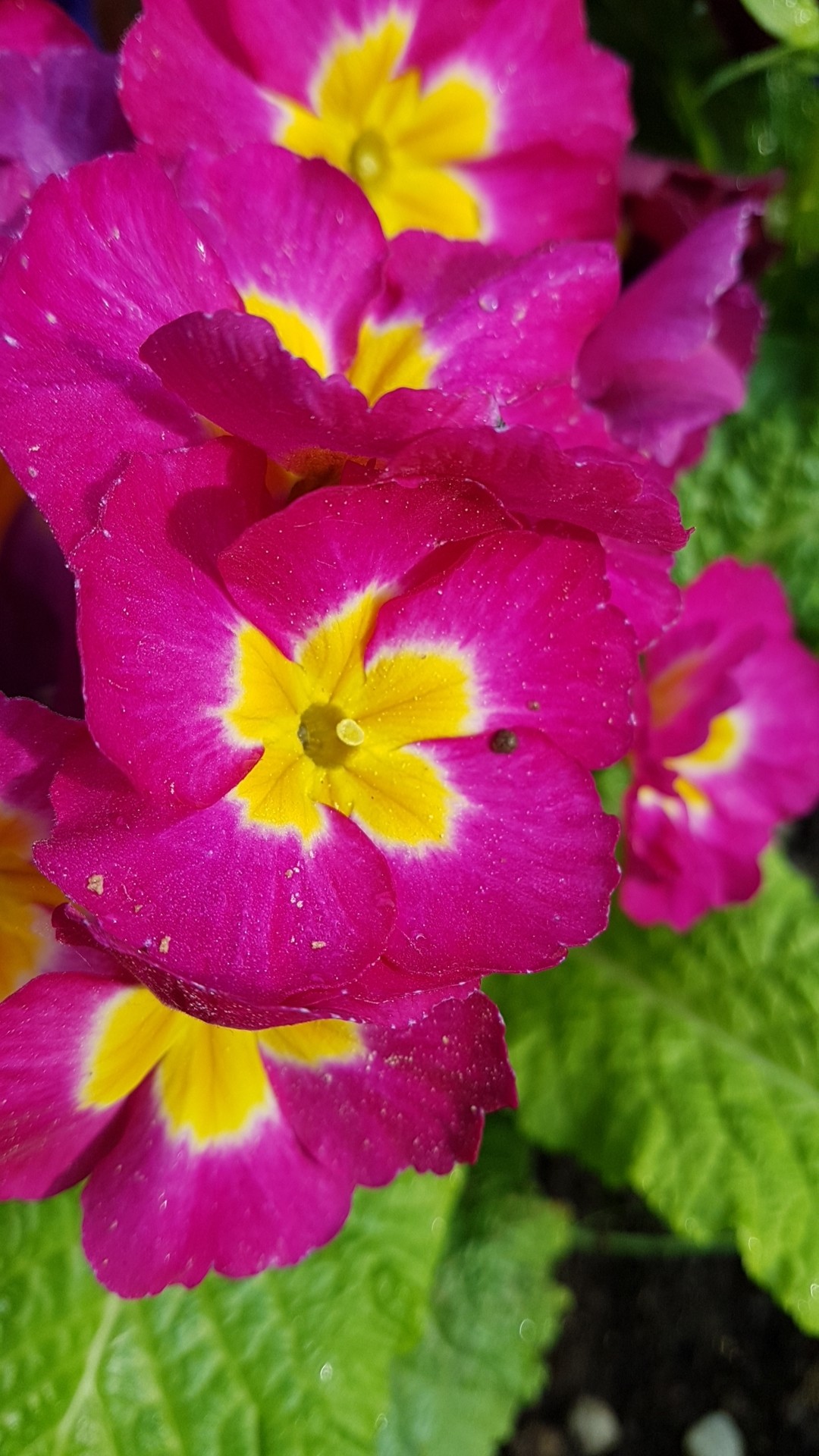 앵초속 (Primula) - PictureThis