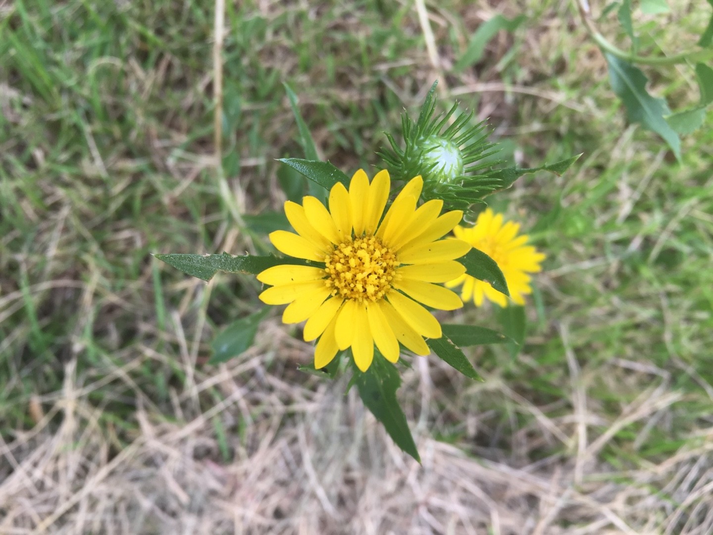 Grindelia lanceolata - PictureThis
