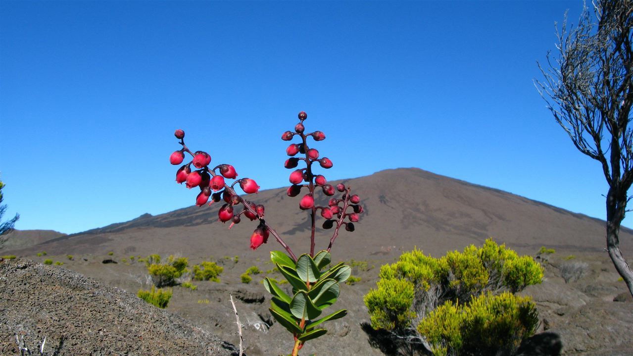 Agariste à feuilles de saule (Agarista salicifolia) - PictureThis
