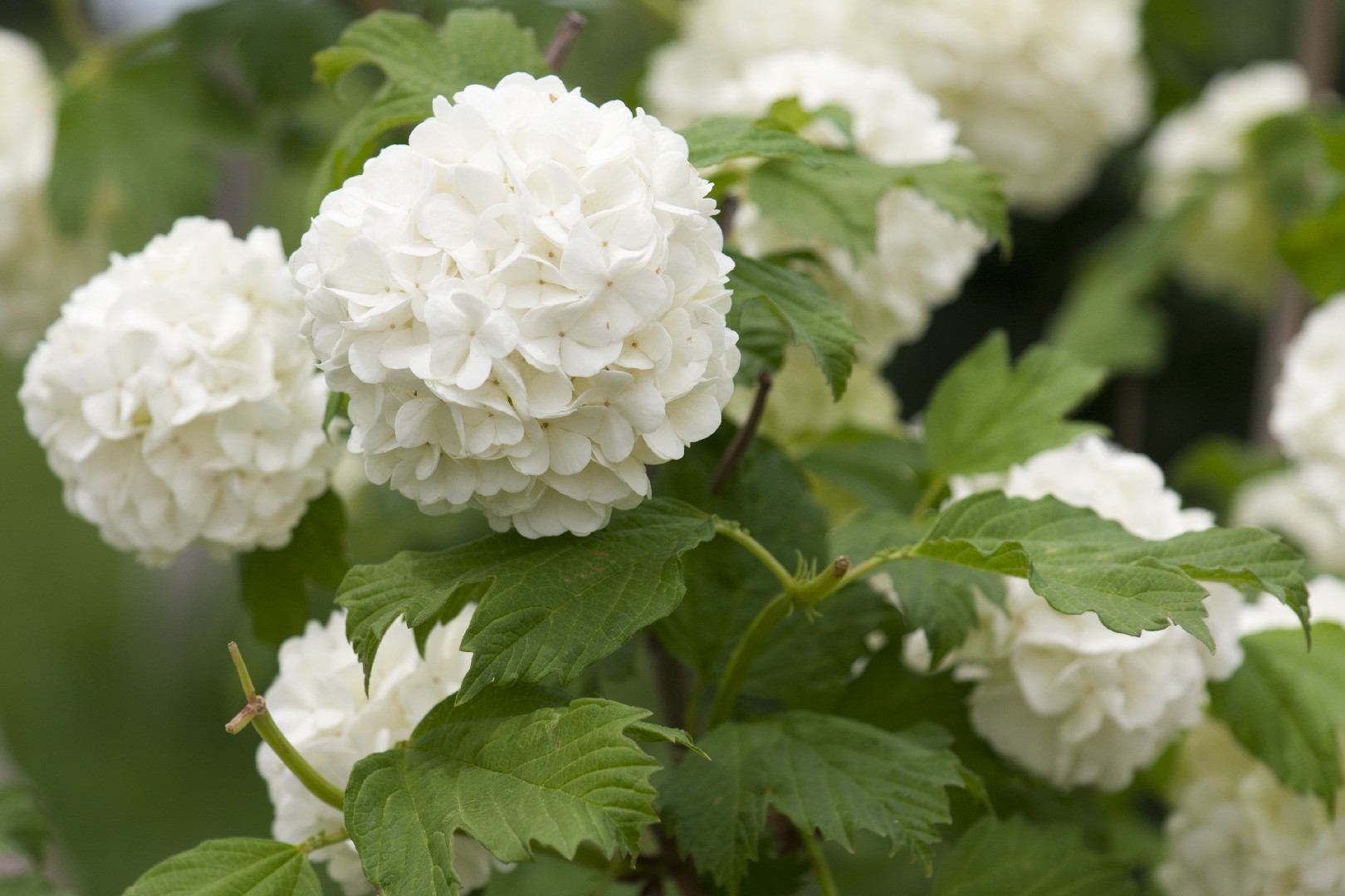 Hydrangea macrophylla 'Little White' - PictureThis