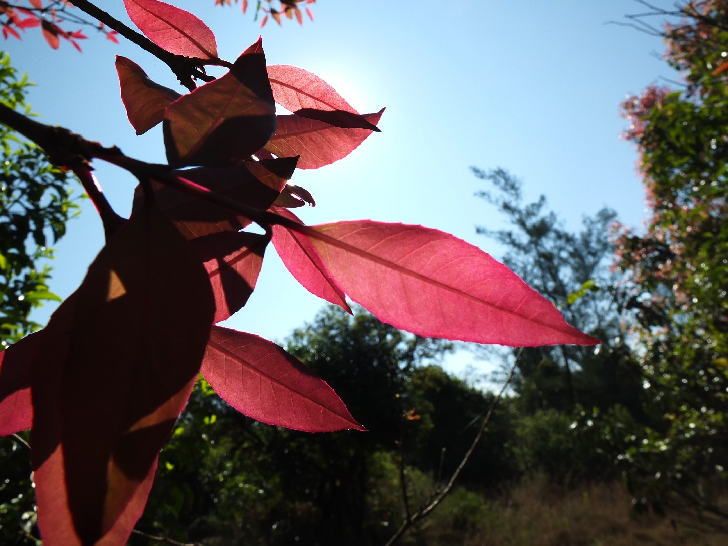 Rose sandalwood (Olea dioica) Flower, Leaf, Care, Uses - PictureThis