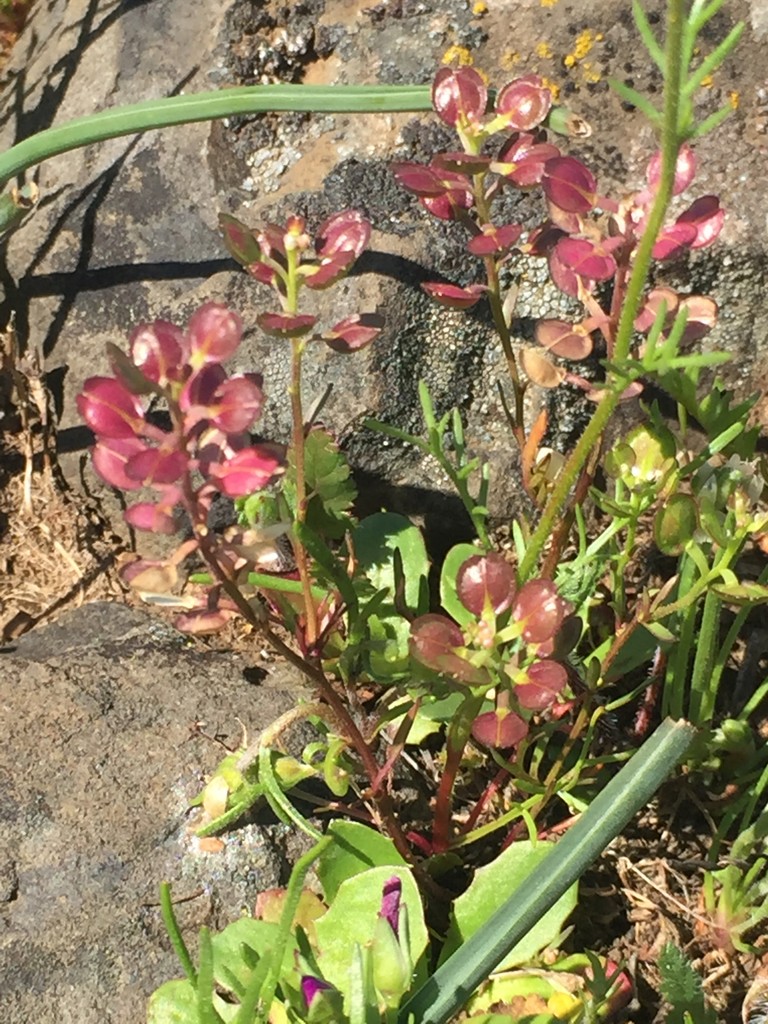 Lepidium nitidum - PictureThis