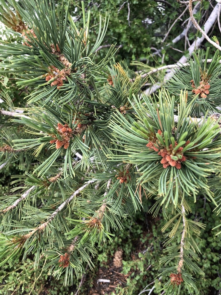 Pino enano (Pinus flexilis) - PictureThis