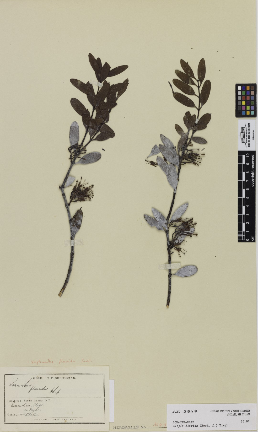 Yellow mistletoe (Alepis flavida) Flower, Leaf, Care, Uses - PictureThis