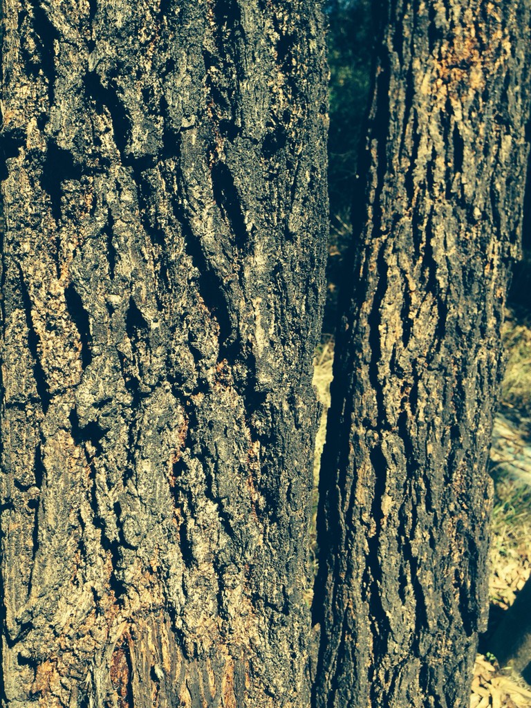 Red ironbark (Eucalyptus sideroxylon) Flower, Leaf, Care, Uses ...