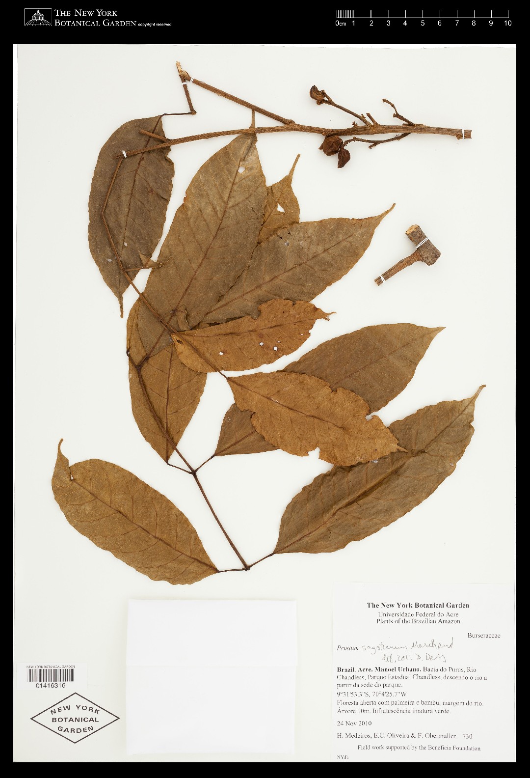 Protium sagotianum - PictureThis