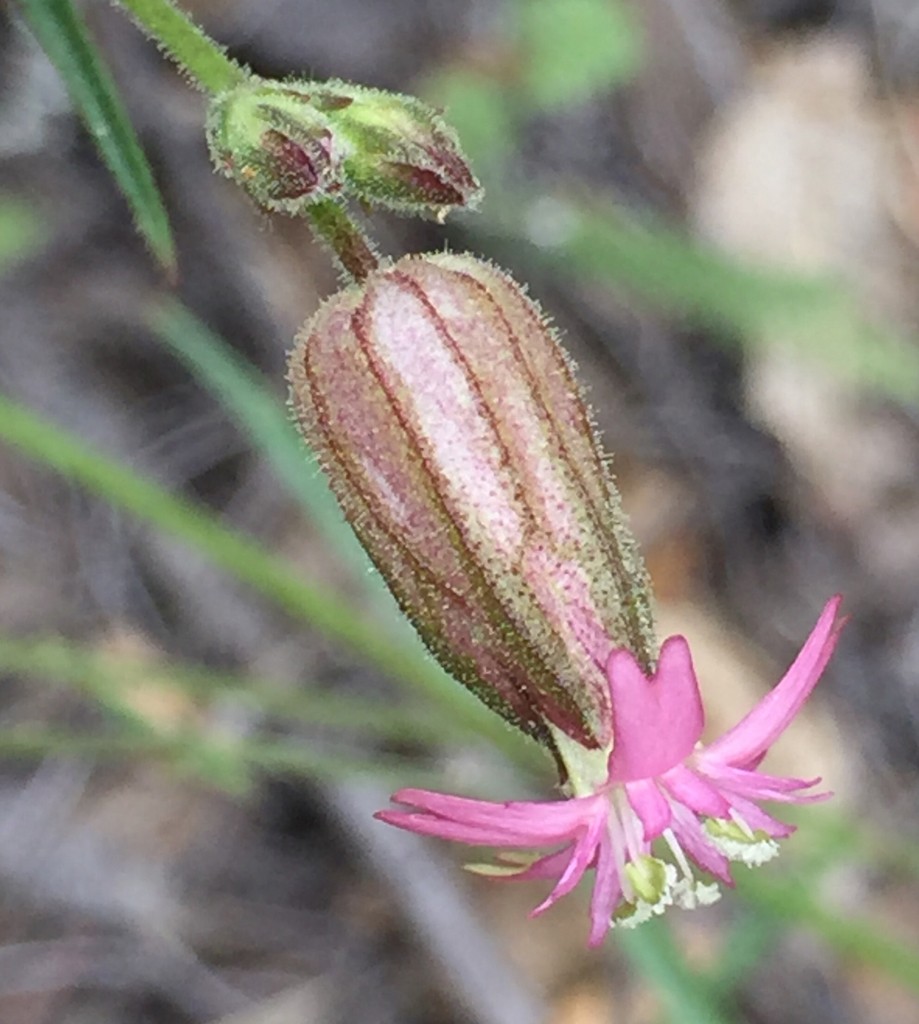 San francisco campion (Silene verecunda) Flower, Leaf, Care, Uses ...