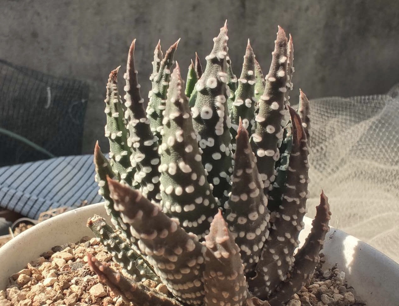 Miniature aloe (Haworthia pumila) Flower, Leaf, Care, Uses - PictureThis