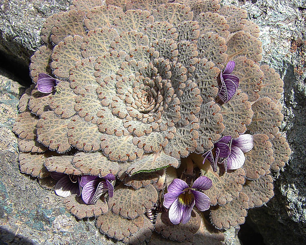 ヴィオラ・ボルカニカ (Viola volcanica) 花言葉，毒性，よくある質問 - PictureThis