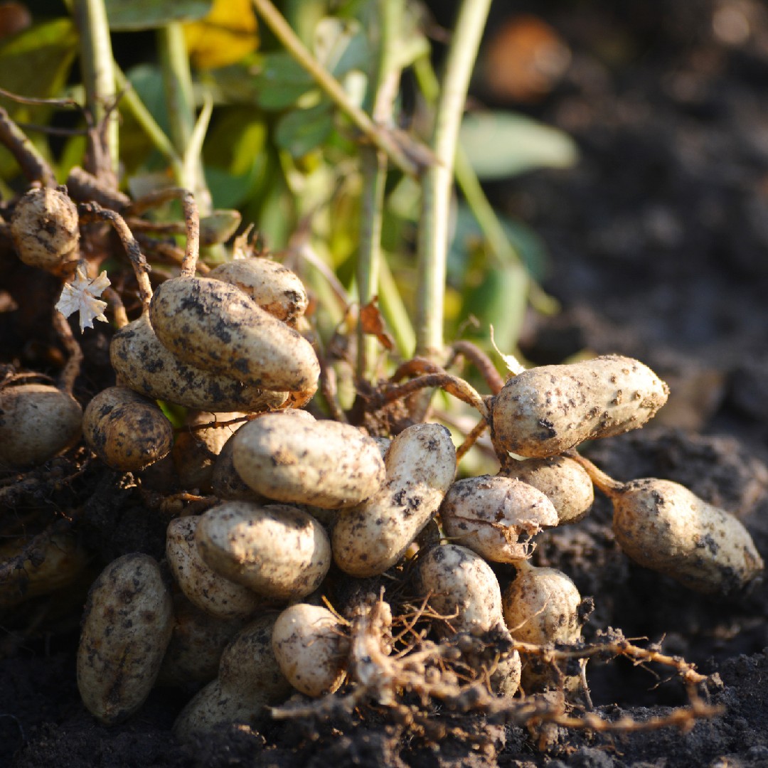 Arachis Flower, Leaf, Care, Uses - PictureThis