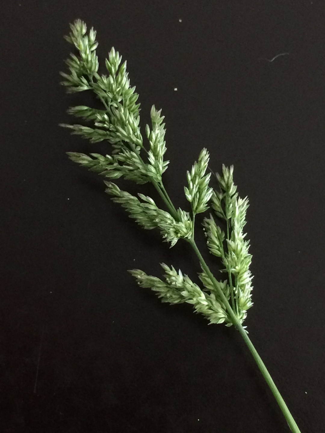 Beardless rabbit's-foot grass (Polypogon viridis) Flower, Leaf, Care ...