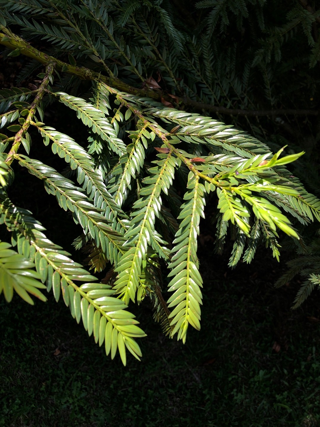 Pino romerón (Retrophyllum rospigliosii) - PictureThis