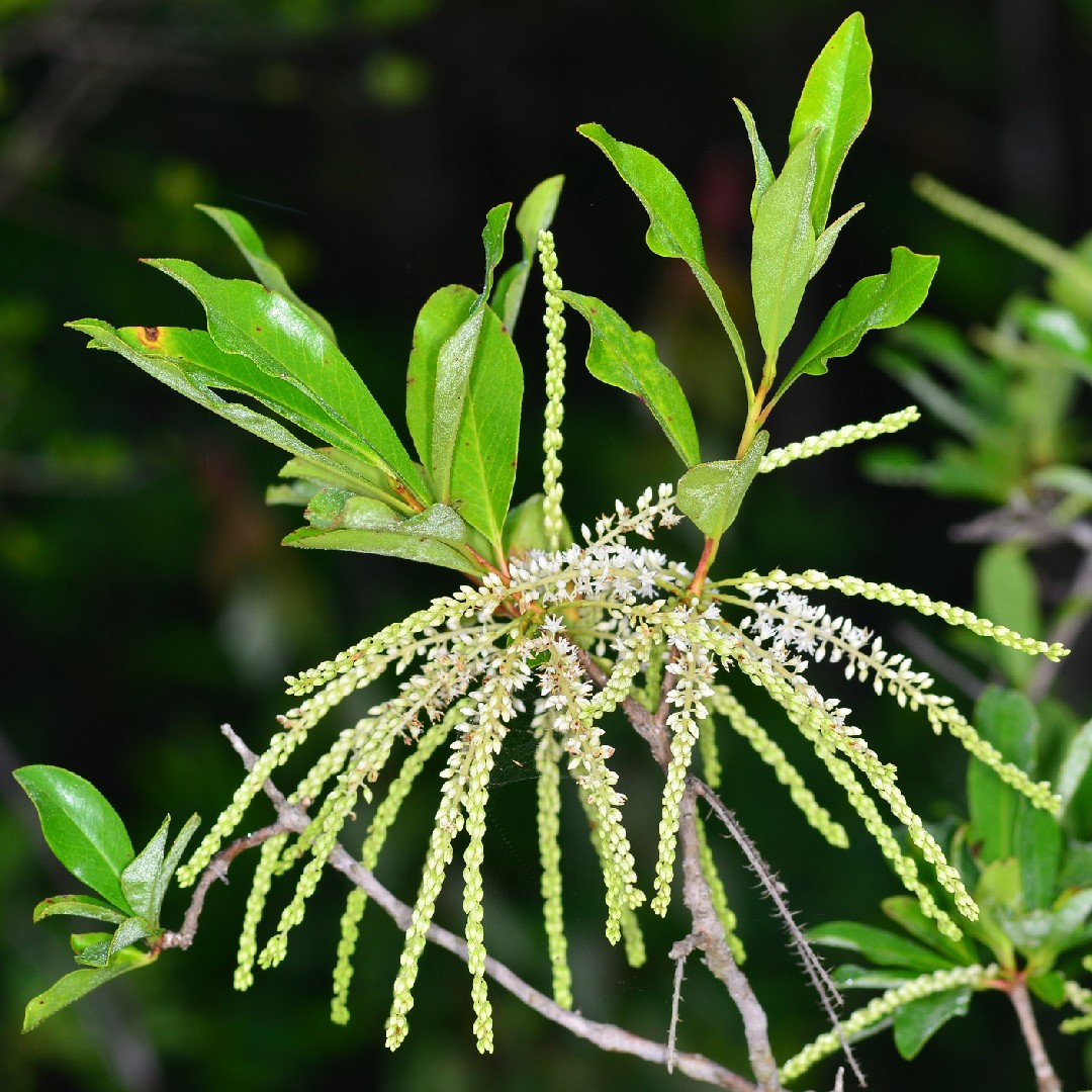 Swamp Cyrilla (Cyrilla) Flower, Leaf, Care, Uses - PictureThis