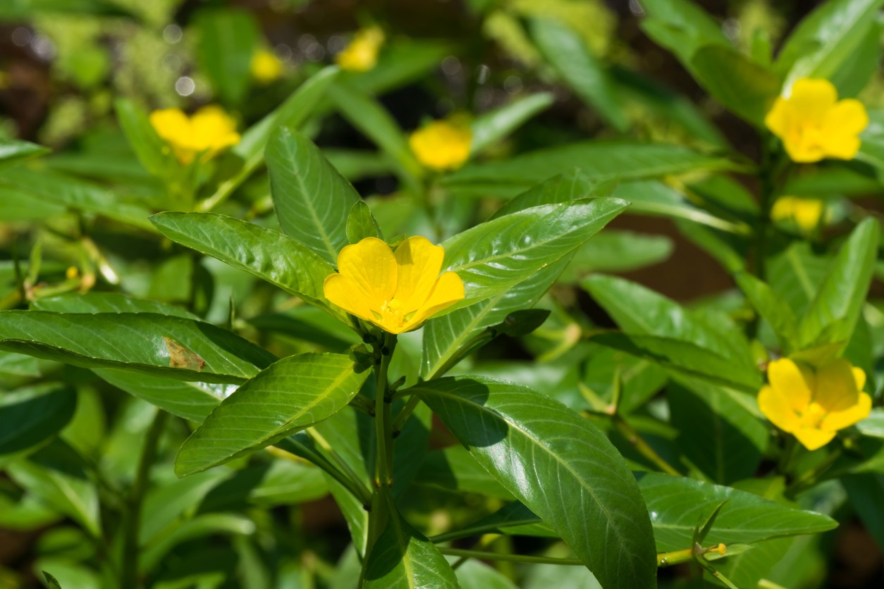 Primrose-Willow Care (Watering, Fertilize, Pruning, Propagation ...