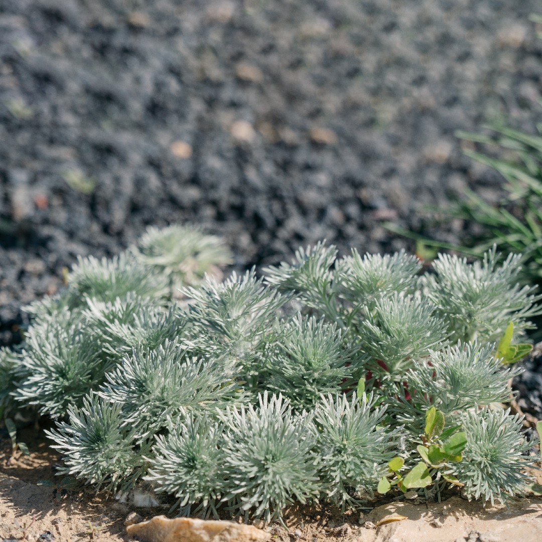 Silver mound Care (Watering, Fertilize, Pruning, Propagation) - PictureThis