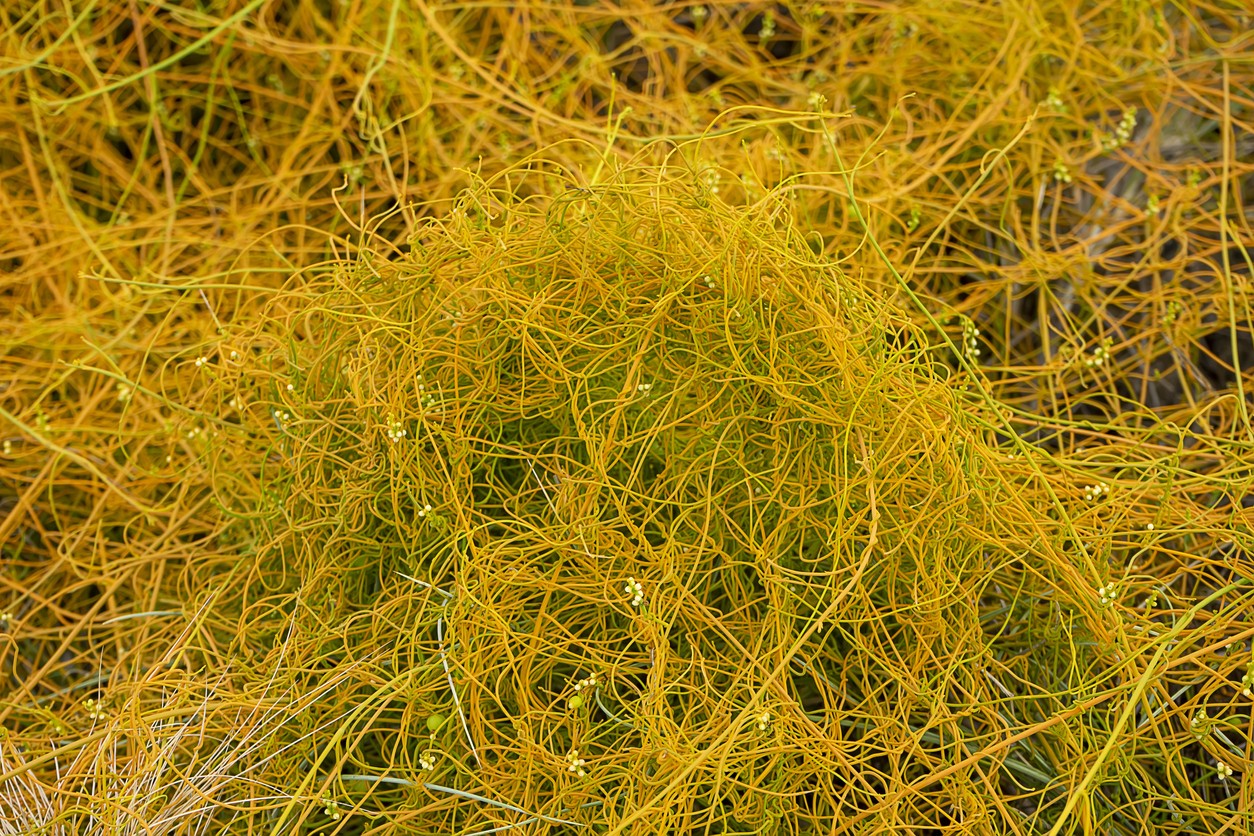 Cabello de ángel (Cuscuta chinensis) - PictureThis