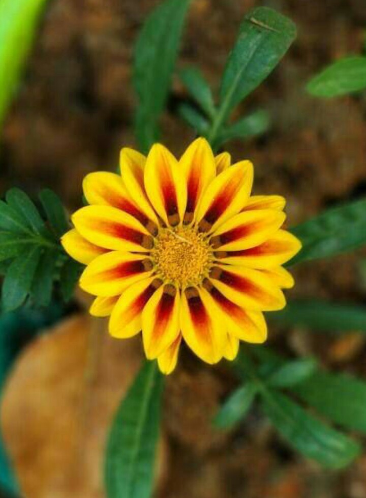 Treasure flowers (Gazania) Flower, Leaf, Care, Uses - PictureThis