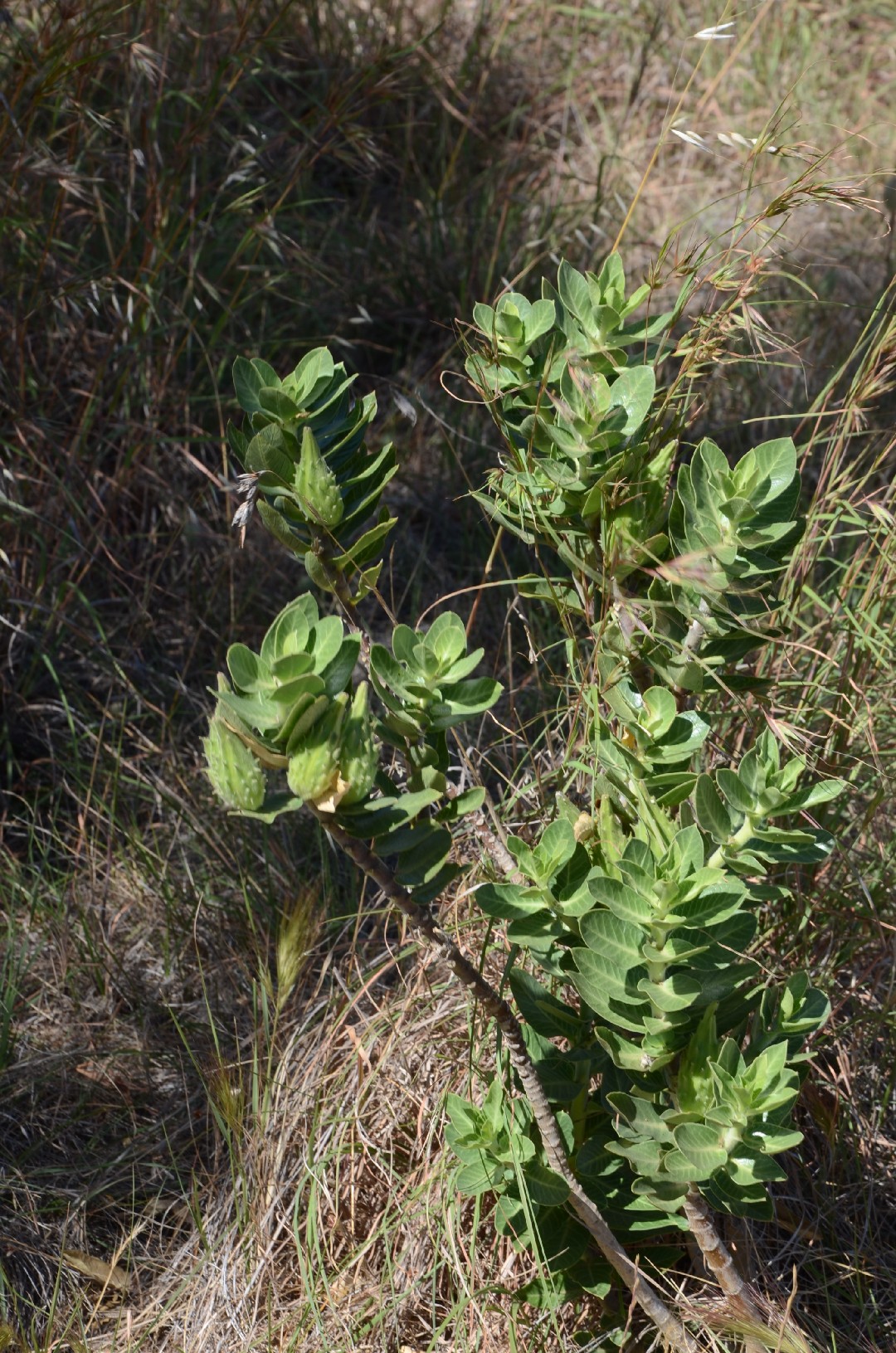 Wild cotton (Gomphocarpus cancellatus) Flower, Leaf, Care, Uses ...