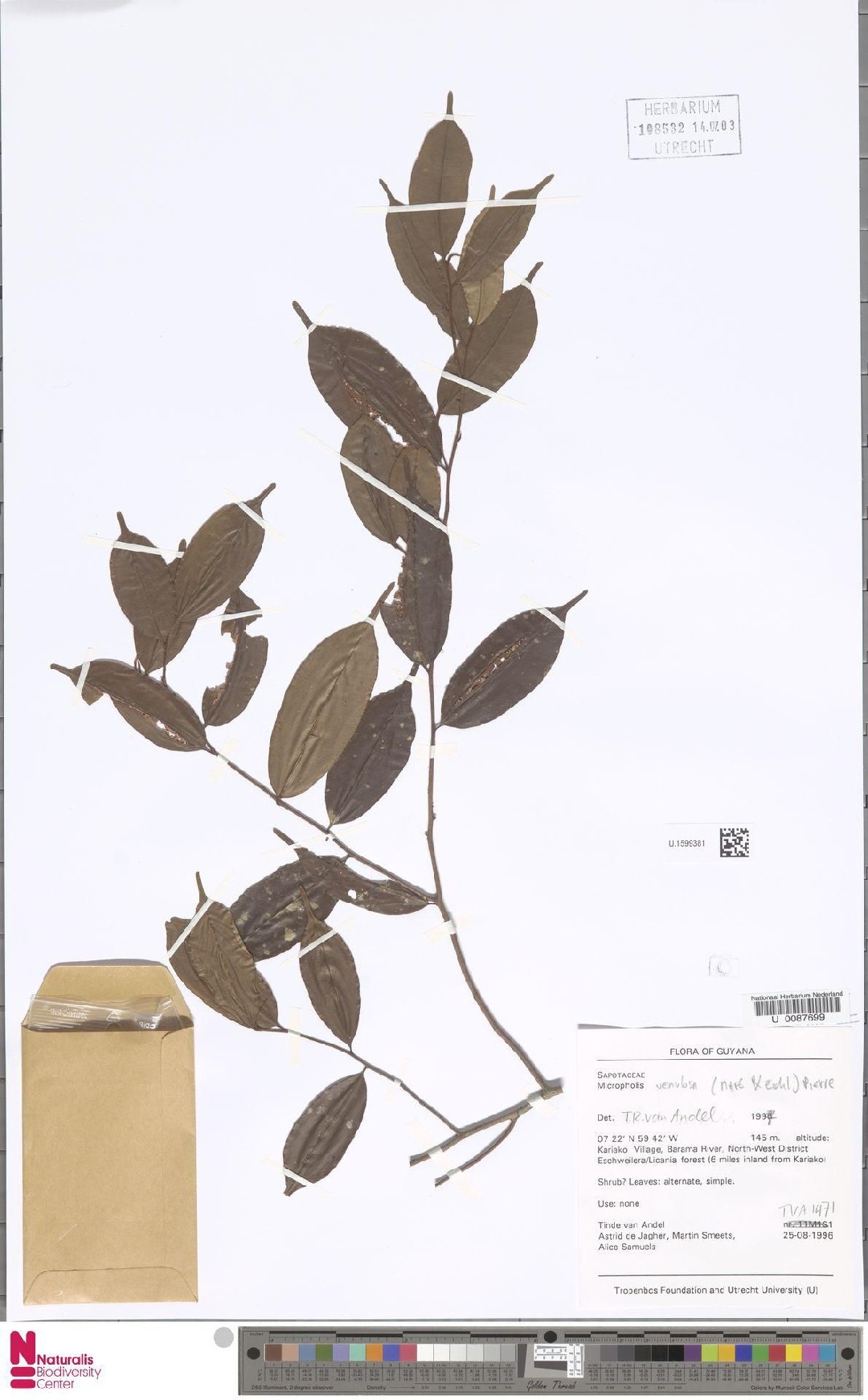 Micropholis venulosa Flower, Leaf, Care, Uses - PictureThis