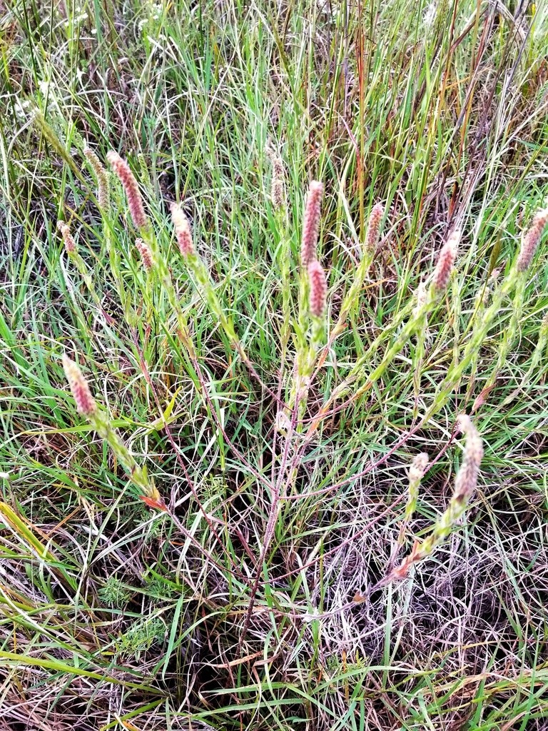 Lanceleaf ragweed (Ambrosia bidentata) Flower, Leaf, Care, Uses ...