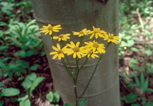 Rocky mountain groundsel (Packera streptanthifolia) Flower, Leaf, Care ...