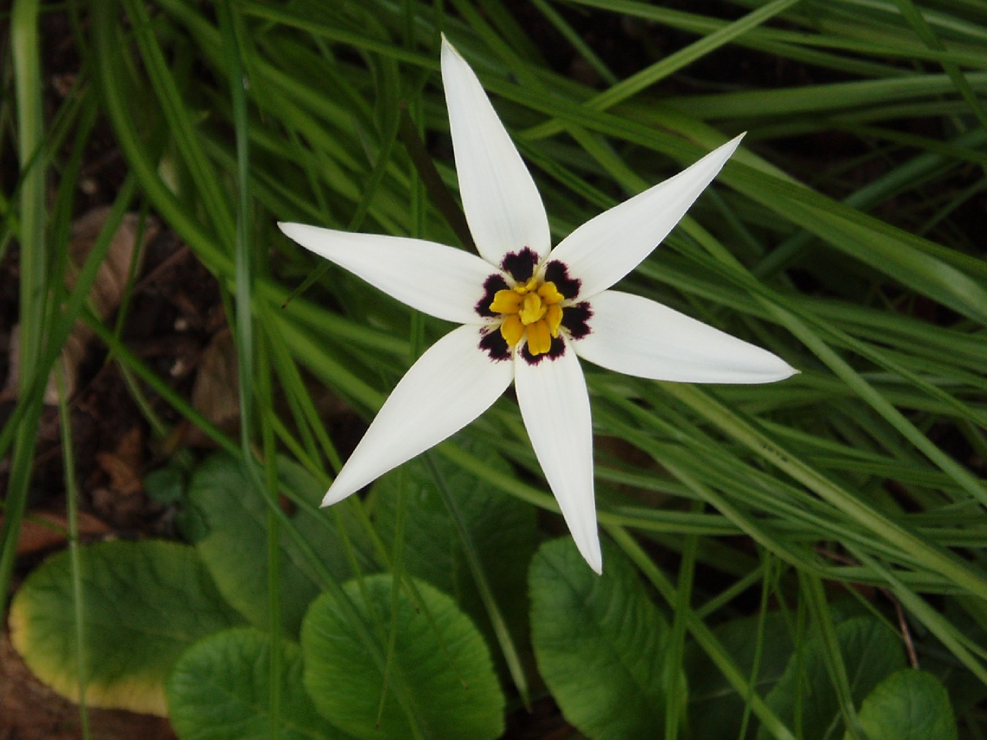 Stars (Pauridia capensis) Flower, Leaf, Care, Uses - PictureThis