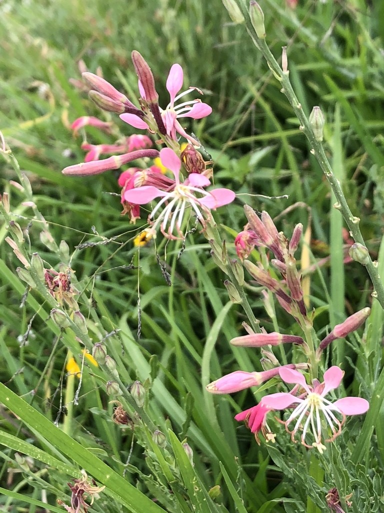Gaura Care (Watering, Fertilize, Pruning, Propagation) - PictureThis