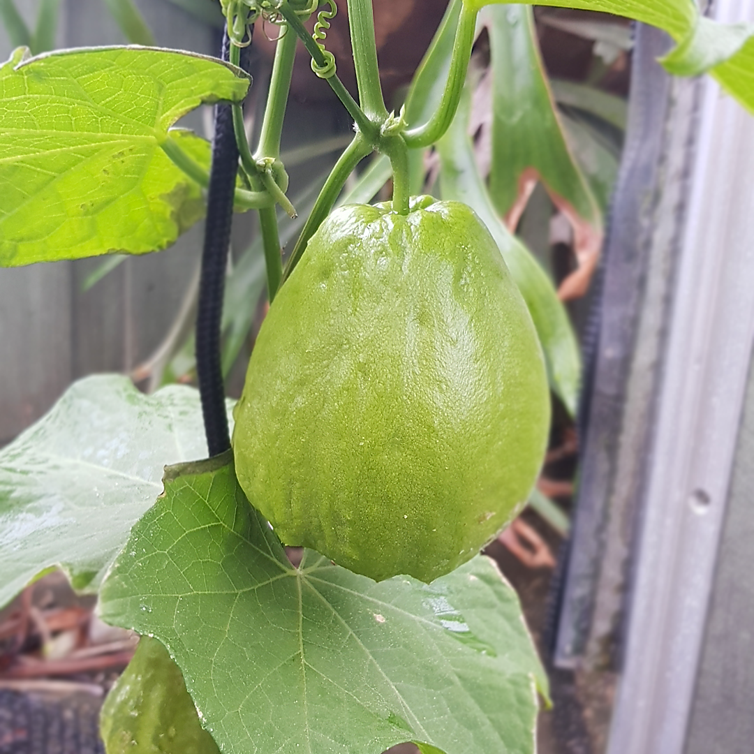 Sechium Care (Watering, Fertilize, Pruning, Propagation) - PictureThis