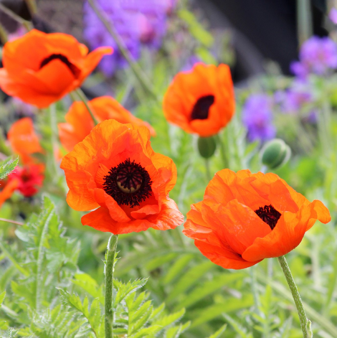 Oosterse klaproos (Papaver orientale) - PictureThis