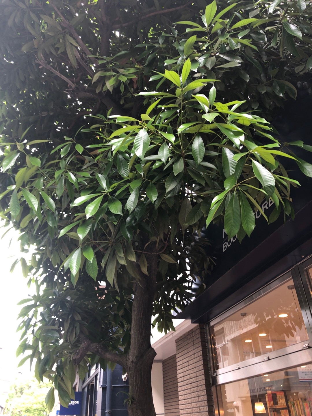 Lithocarpus henryi - PictureThis