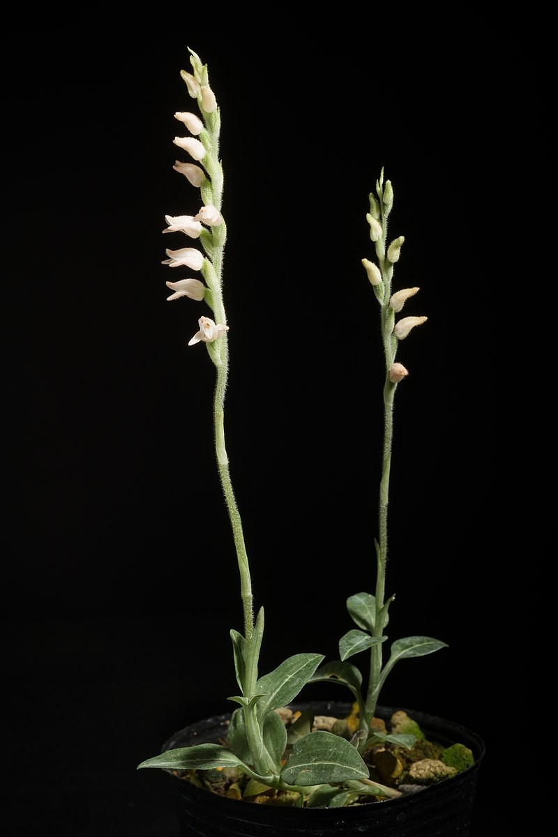 Goodyera similis - PictureThis