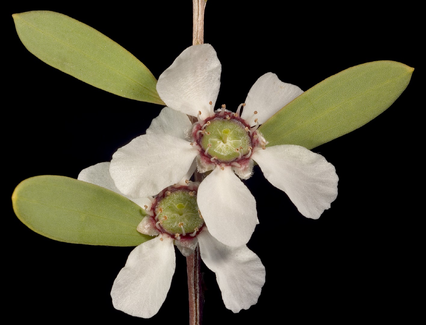 Tea Tree Flower Colour Australia