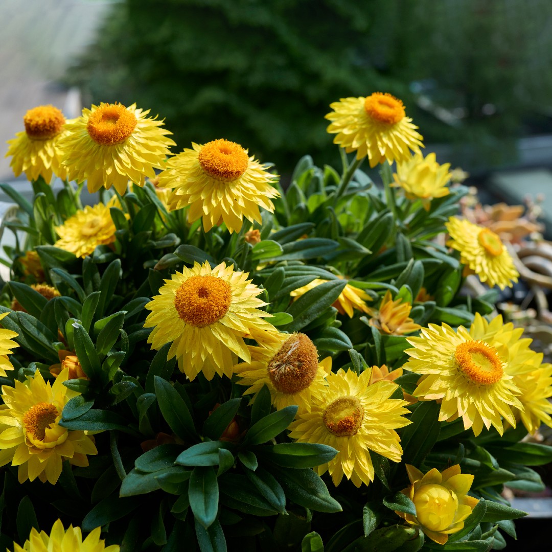 Xerochrysum Flower, Leaf, Care, Uses - PictureThis