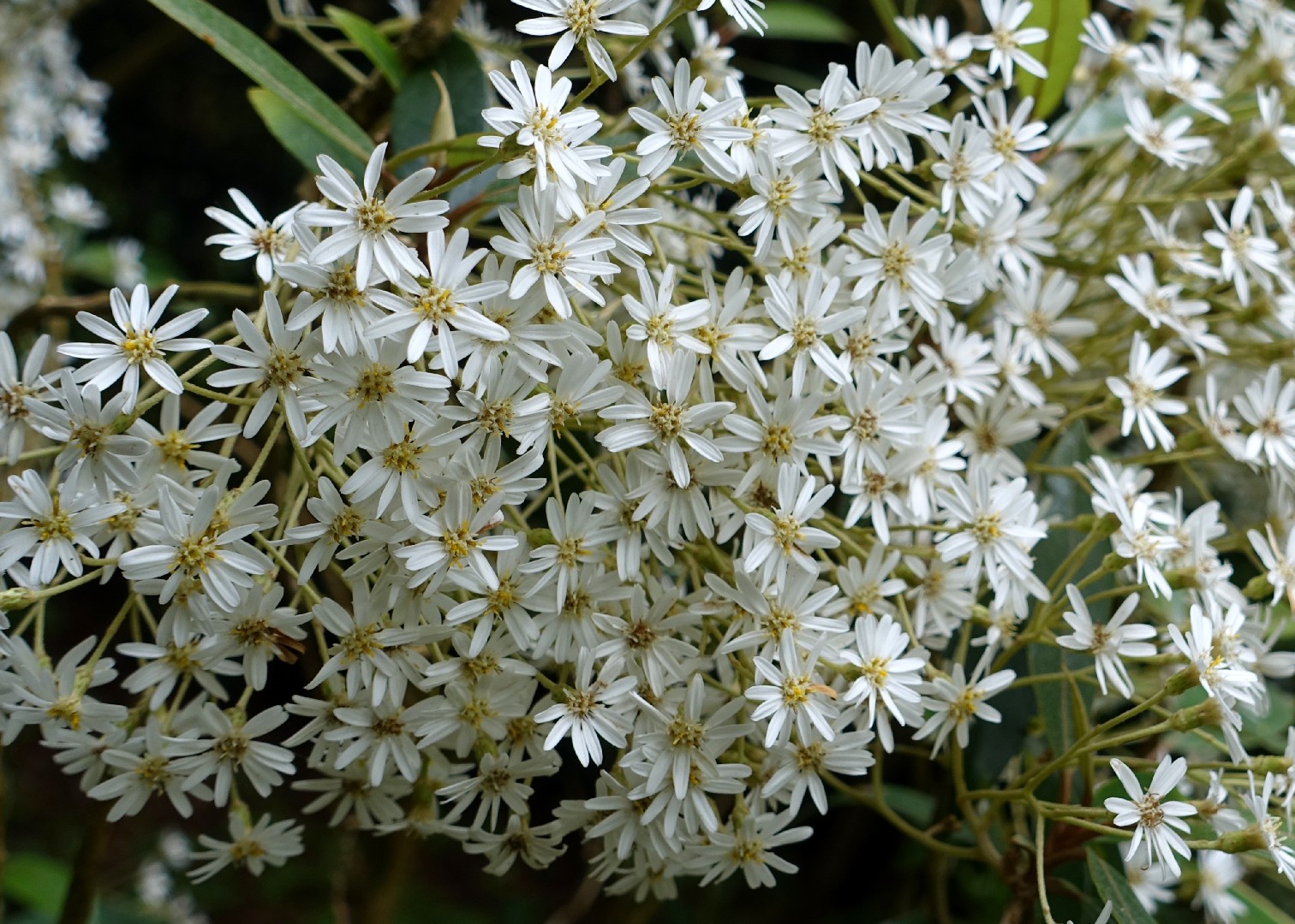 Olearia furfuracea - PictureThis