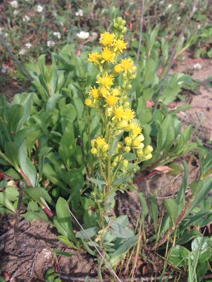 Solidago spathulata - PictureThis