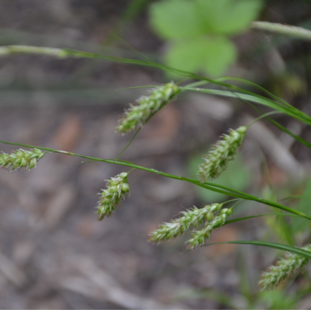 Carex cherokeensis 照顧，種植，繁殖，開花時間 - PictureThis