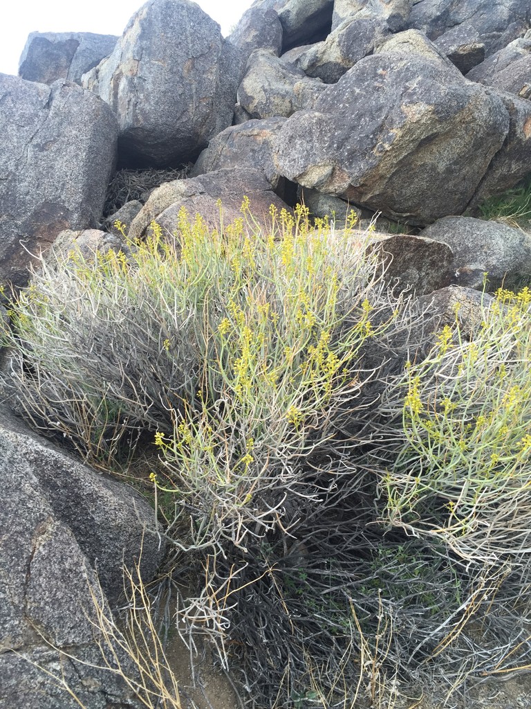 Desert senna Care (Watering, Fertilize, Pruning, Propagation) - PictureThis