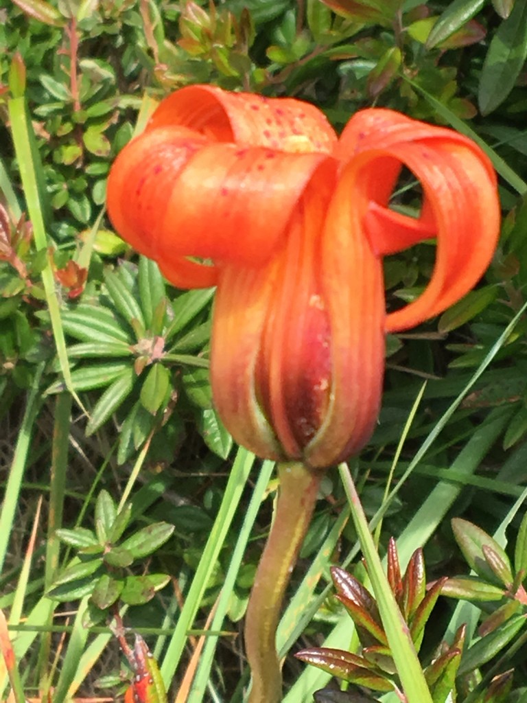 Lilium maritimum - PictureThis