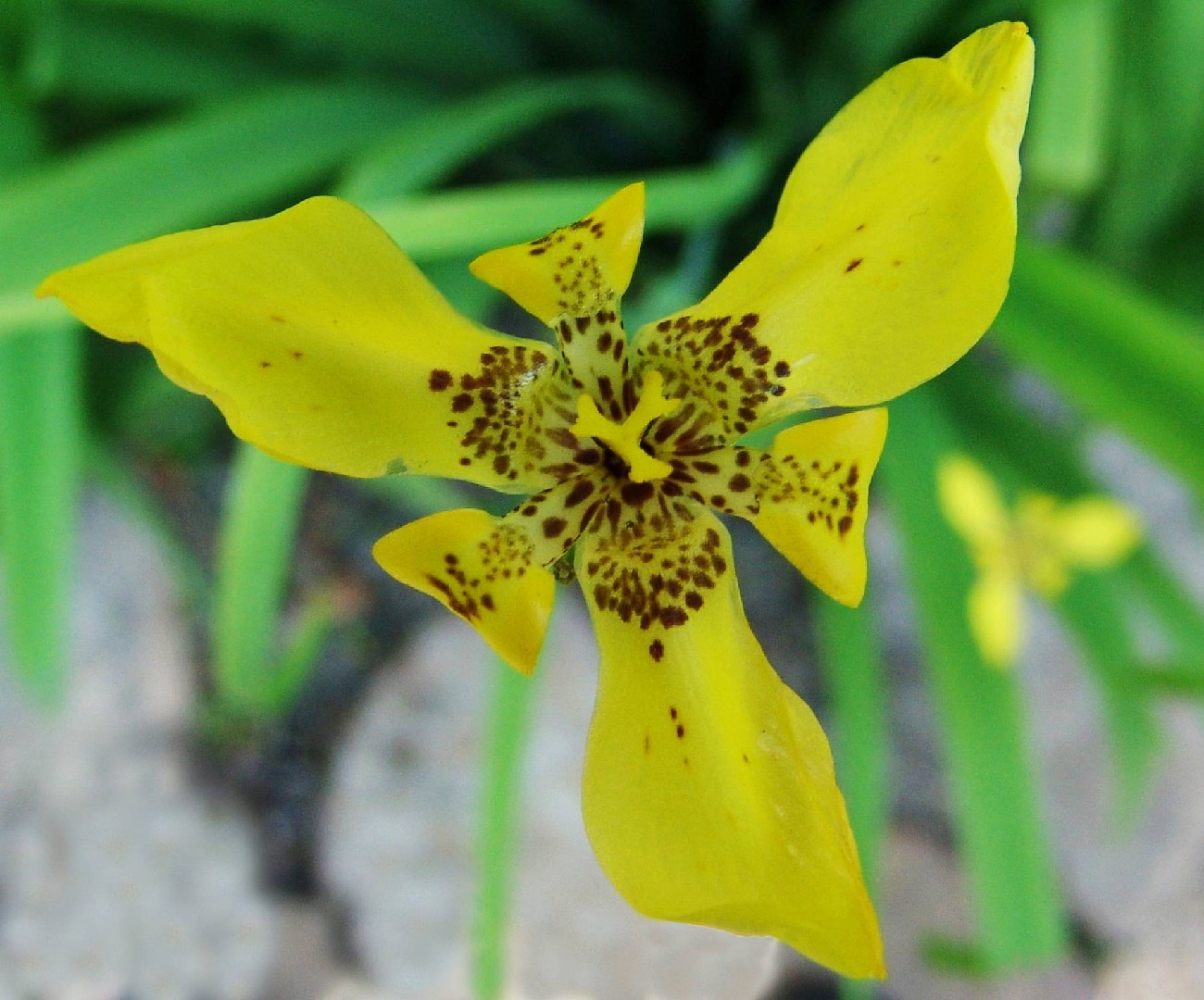 Trimezia martinicensis - PictureThis