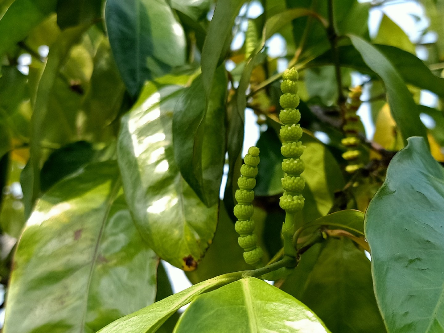 Gnetum gnemon 일상보호(키우기, 가지치기, 파종) - PictureThis