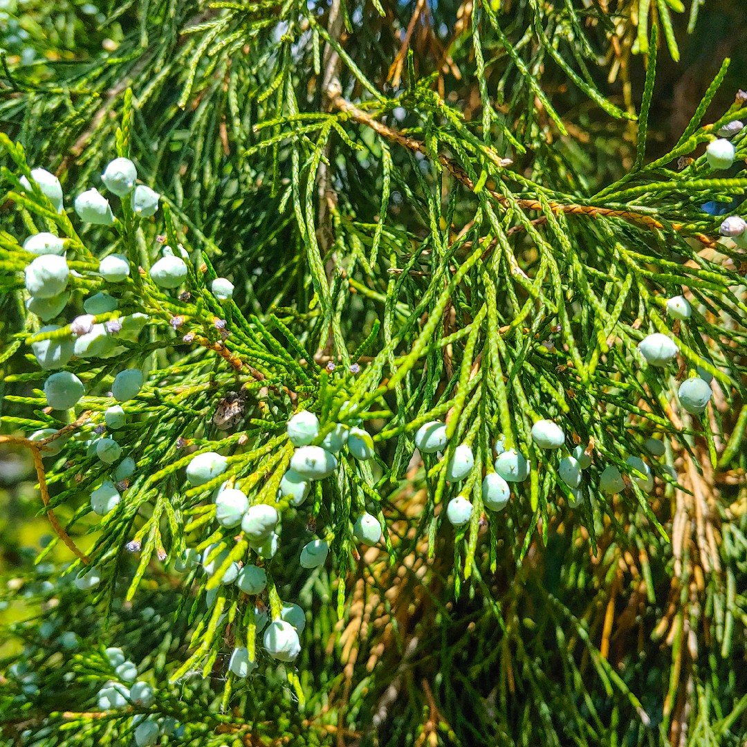 Ashe's juniper Care (Watering, Fertilize, Pruning, Propagation ...