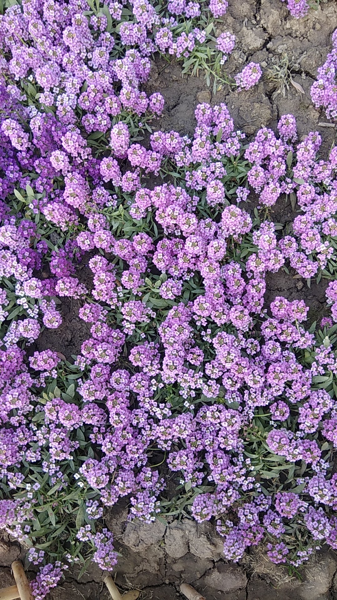 Alysse (Alyssum) - PictureThis