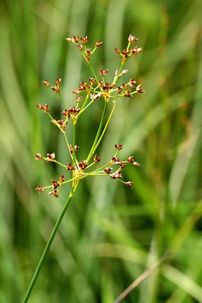 Jonc acutiflore (Juncus acutiflorus) - PictureThis