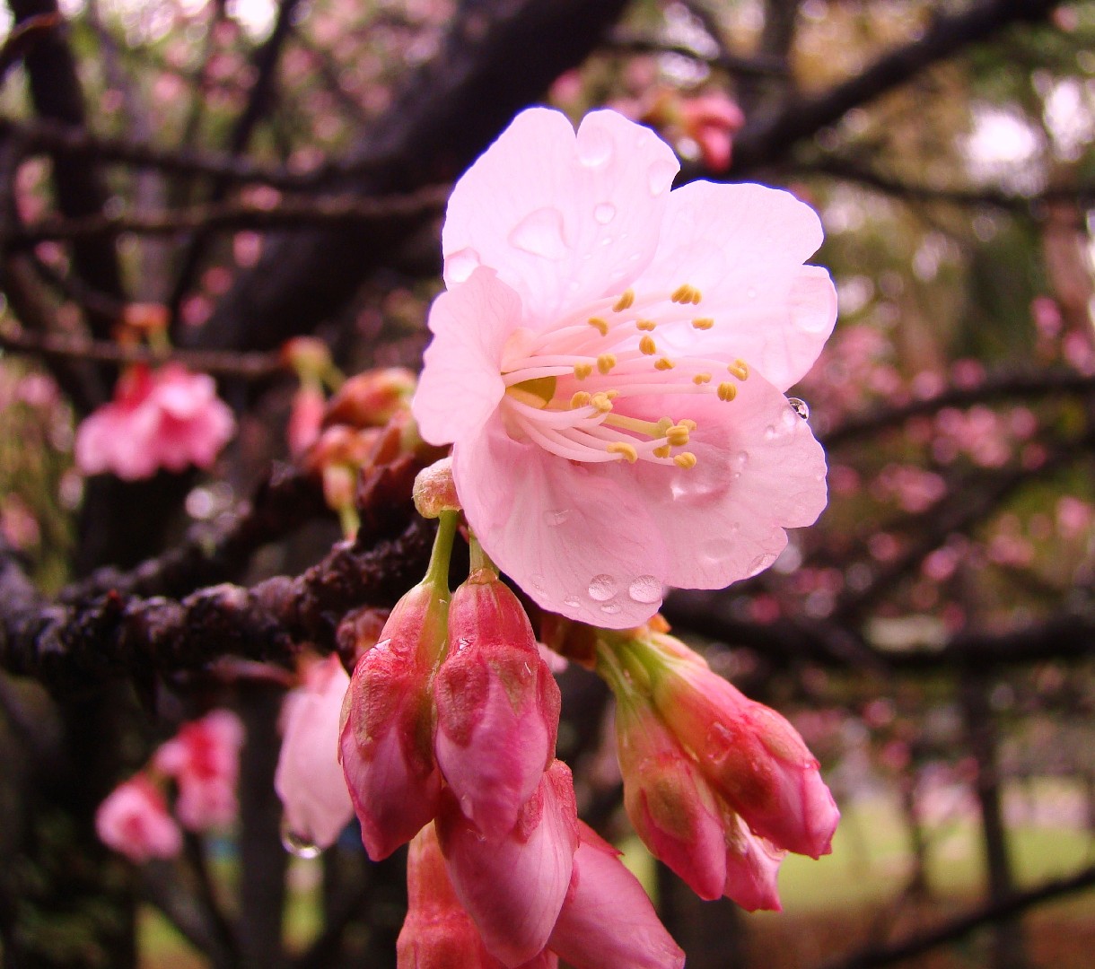 Taiwan cherry Care (Watering, Fertilize, Pruning, Propagation ...