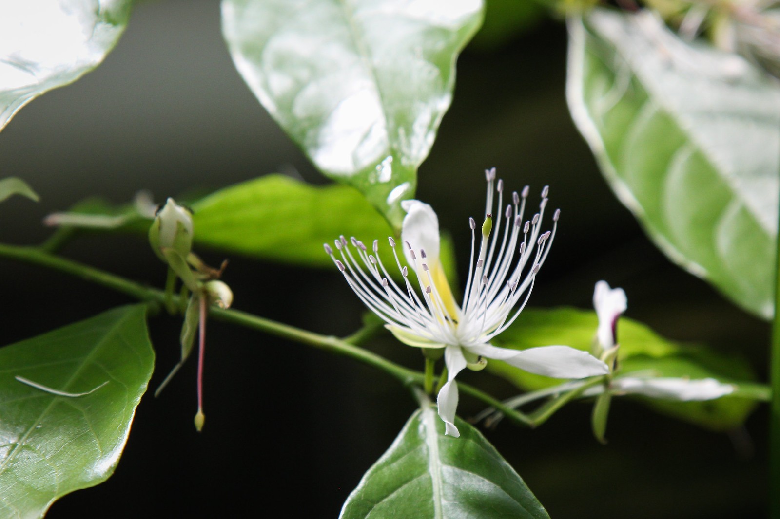 Ceylon caper (Capparis zeylanica) Flower, Leaf, Care, Uses - PictureThis