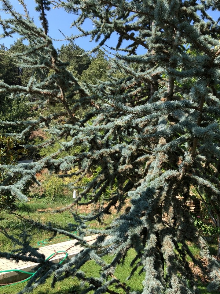 Cedars (Cedrus) Flower, Leaf, Care, Uses - PictureThis