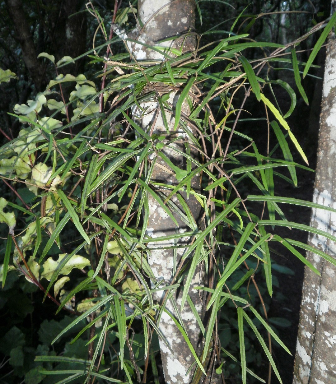 Parsonsia capsularis 花言葉，毒性，よくある質問 - PictureThis