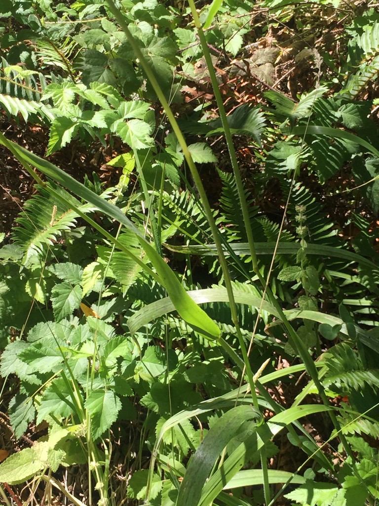 Elymus californicus - PictureThis