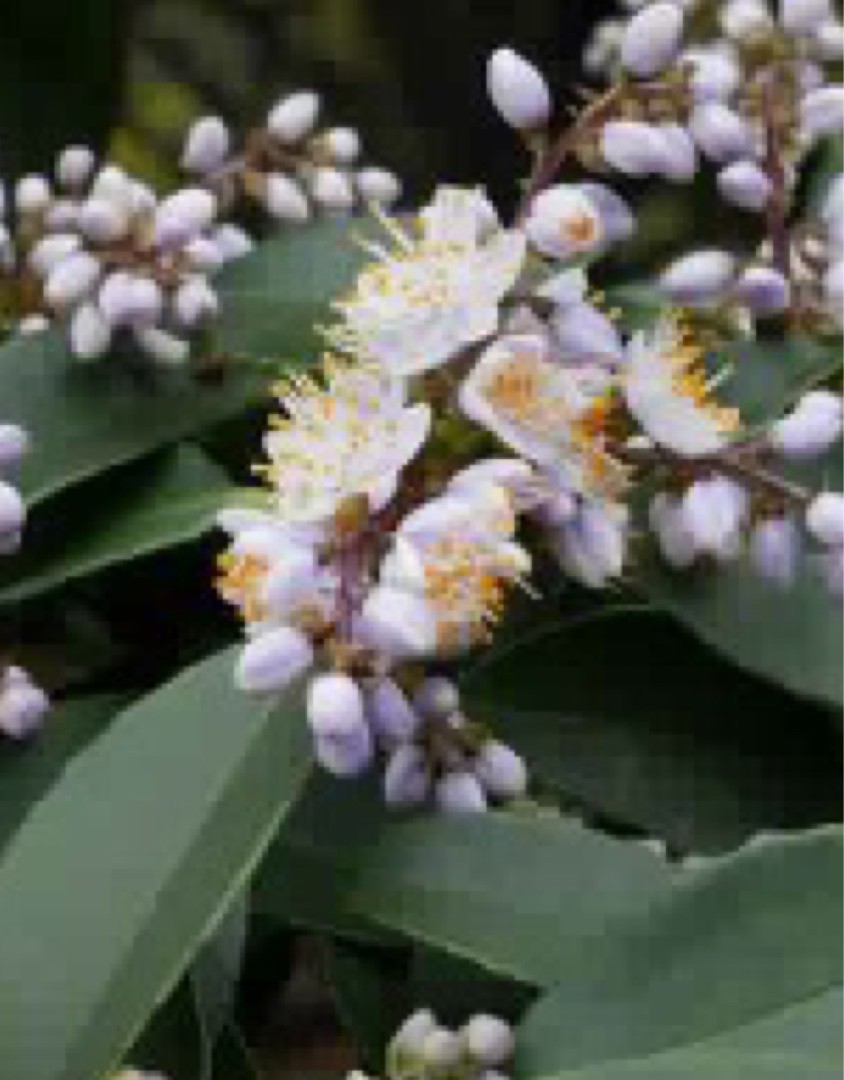 Symplocos sumuntia Flower, Leaf, Care, Uses - PictureThis