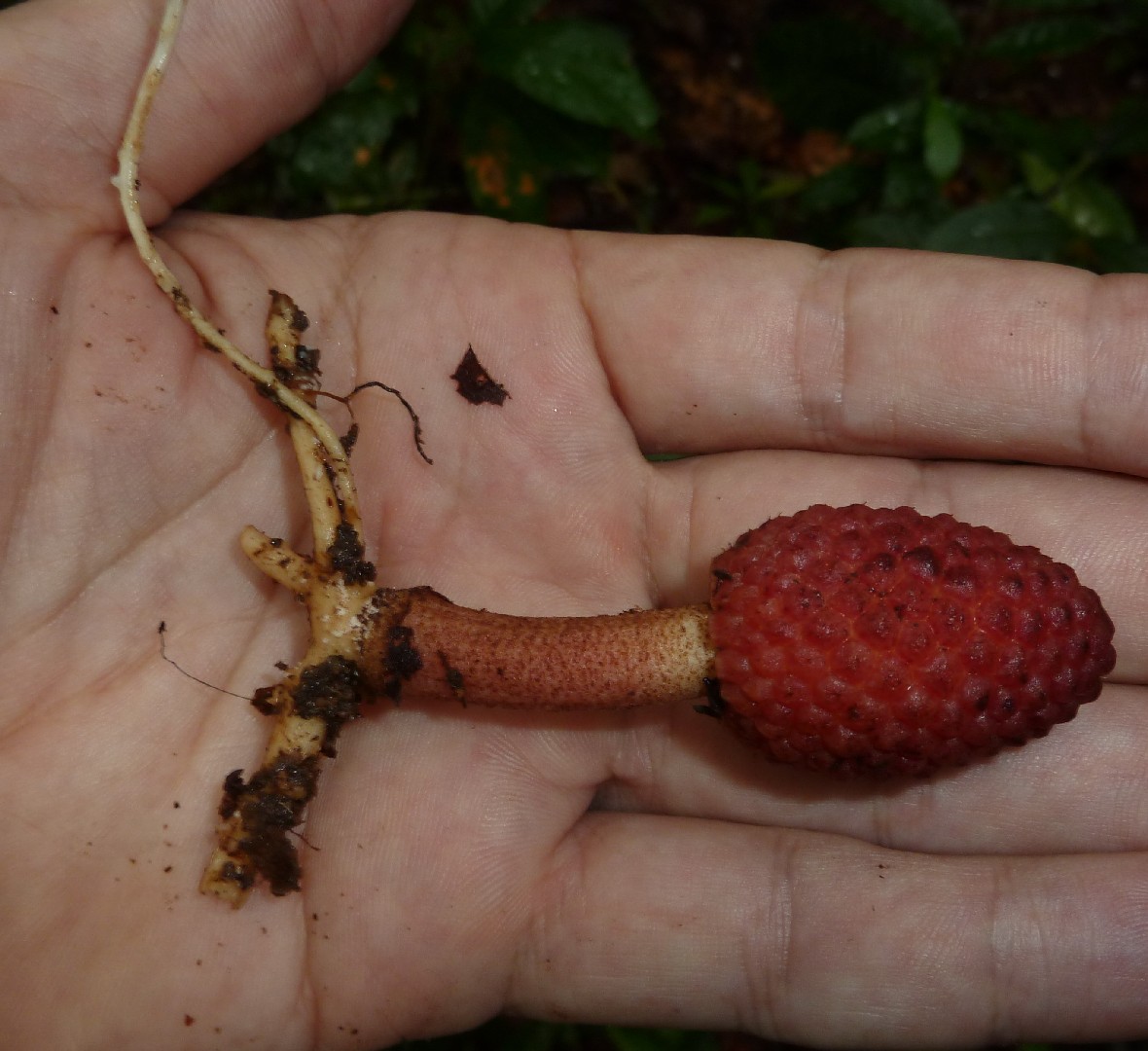 Helosis cayennensis - PictureThis